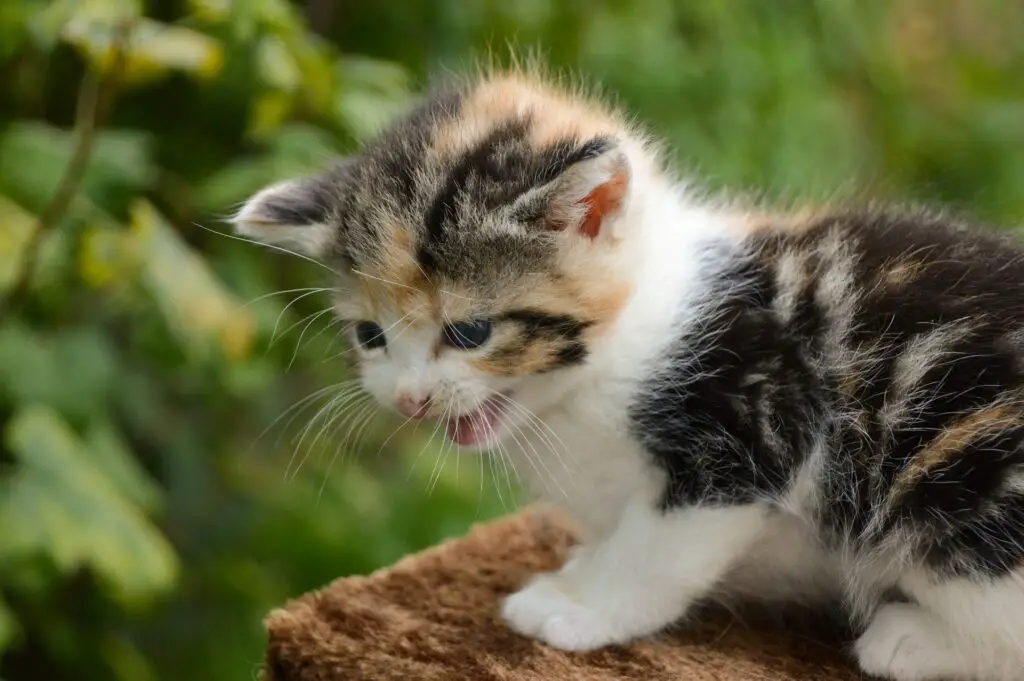 Allgemeinwissen-Fragen zu Tieren und Tierwelt - warum-wieso.de