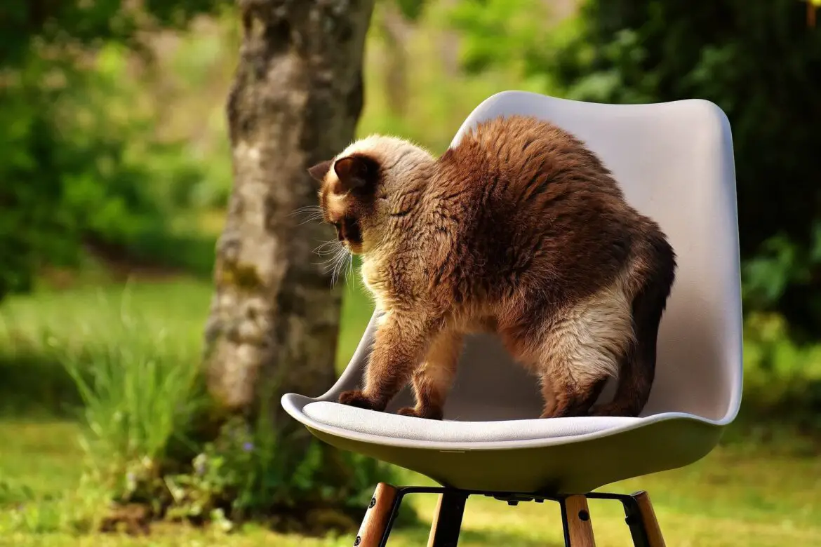 Allgemeinwissen-Fragen zu Tieren und Tierwelt - warum-wieso.de